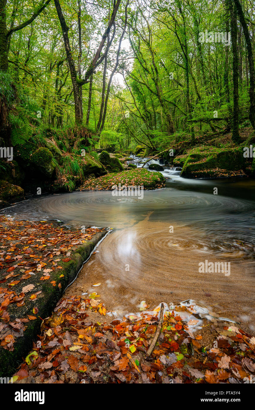 Golitha Falls are one of the most beautiful woods in Cornwall, here the ...