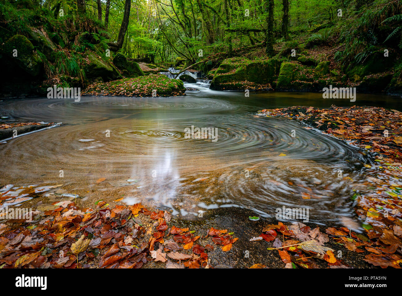 Golitha Falls are one of the most beautiful woods in Cornwall, here the ...