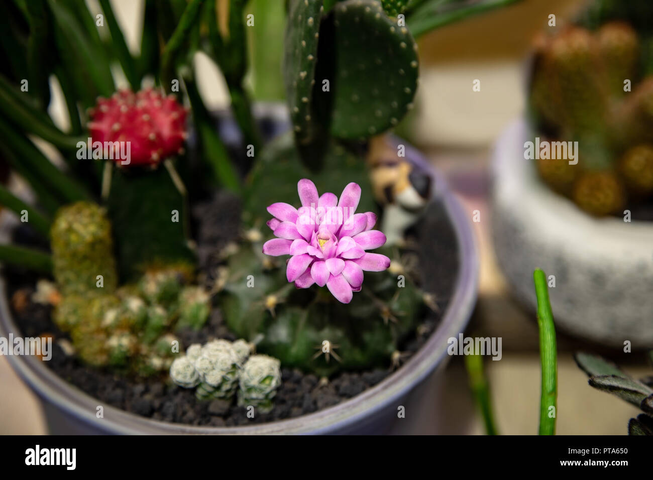 Collection of cactus and succulent plants in pot outdoor. Potted cactus ...