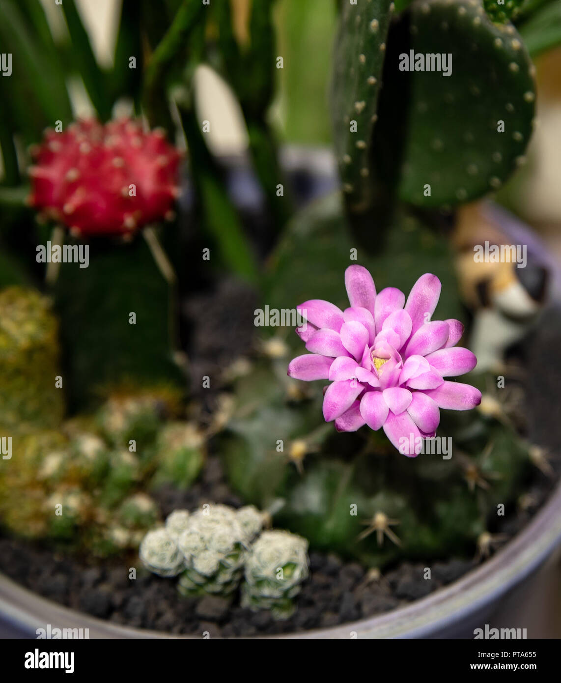 Collection of cactus and succulent plants in pot outdoor. Potted cactus ...