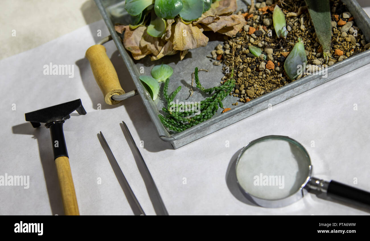 Plants in the box with tools for herbarium Stock Photo - Alamy