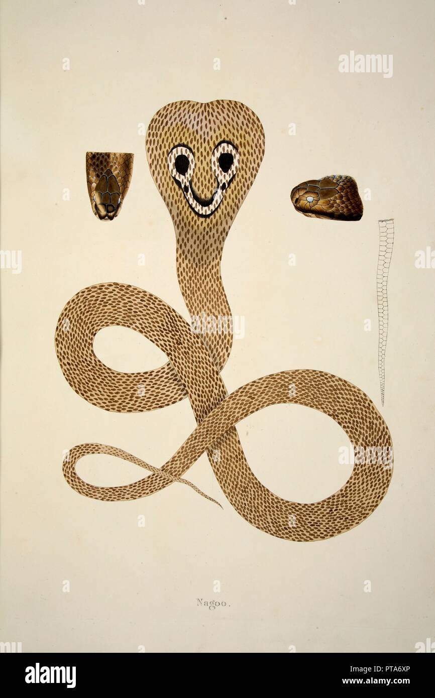 Nagoo, pub. 1796 (hand coloured engravings). Creator: William Skelton ...