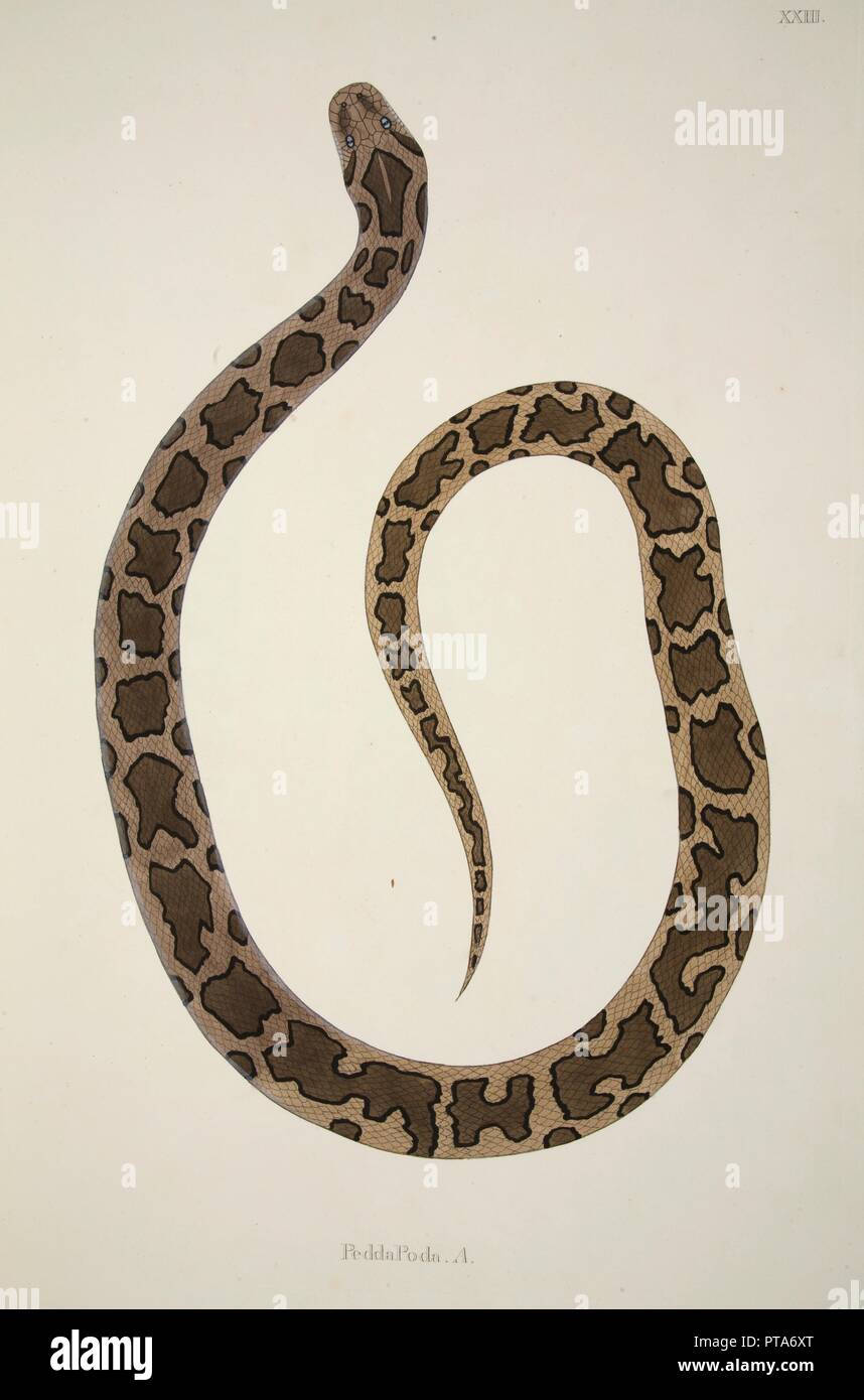 Pedda Poda. A., pub. 1796 (hand coloured engravings). Creator: William ...