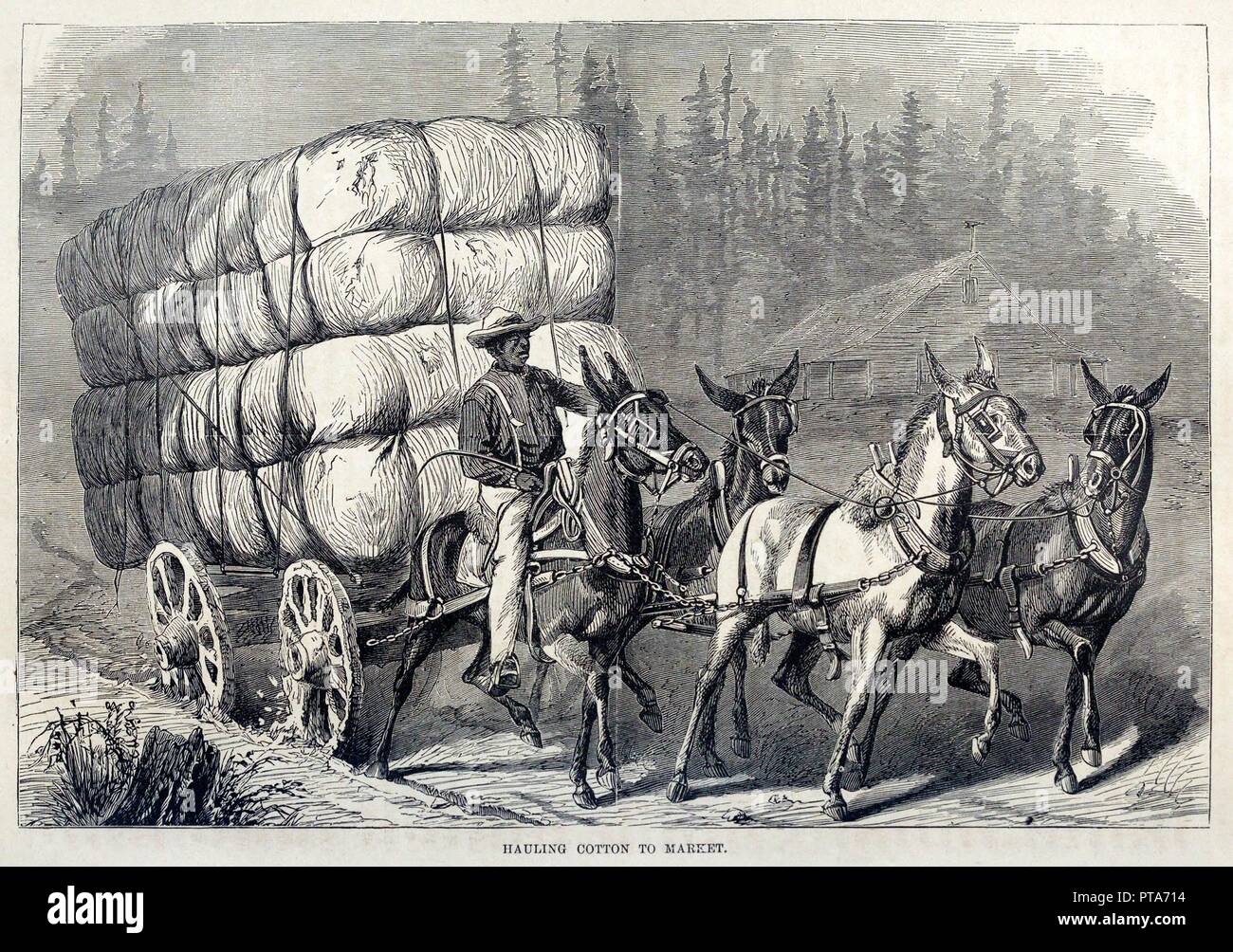 Cotton trade slave hi-res stock photography and images - Alamy