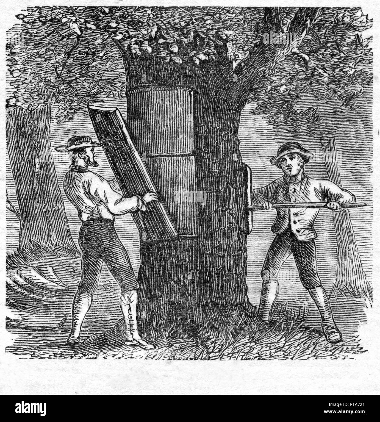 Harvesting Cork, pub. 1885 (engraving), 1885. Creator: French School ...