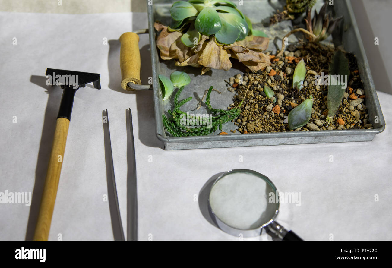 Plants in the box with tools for herbarium Stock Photo - Alamy