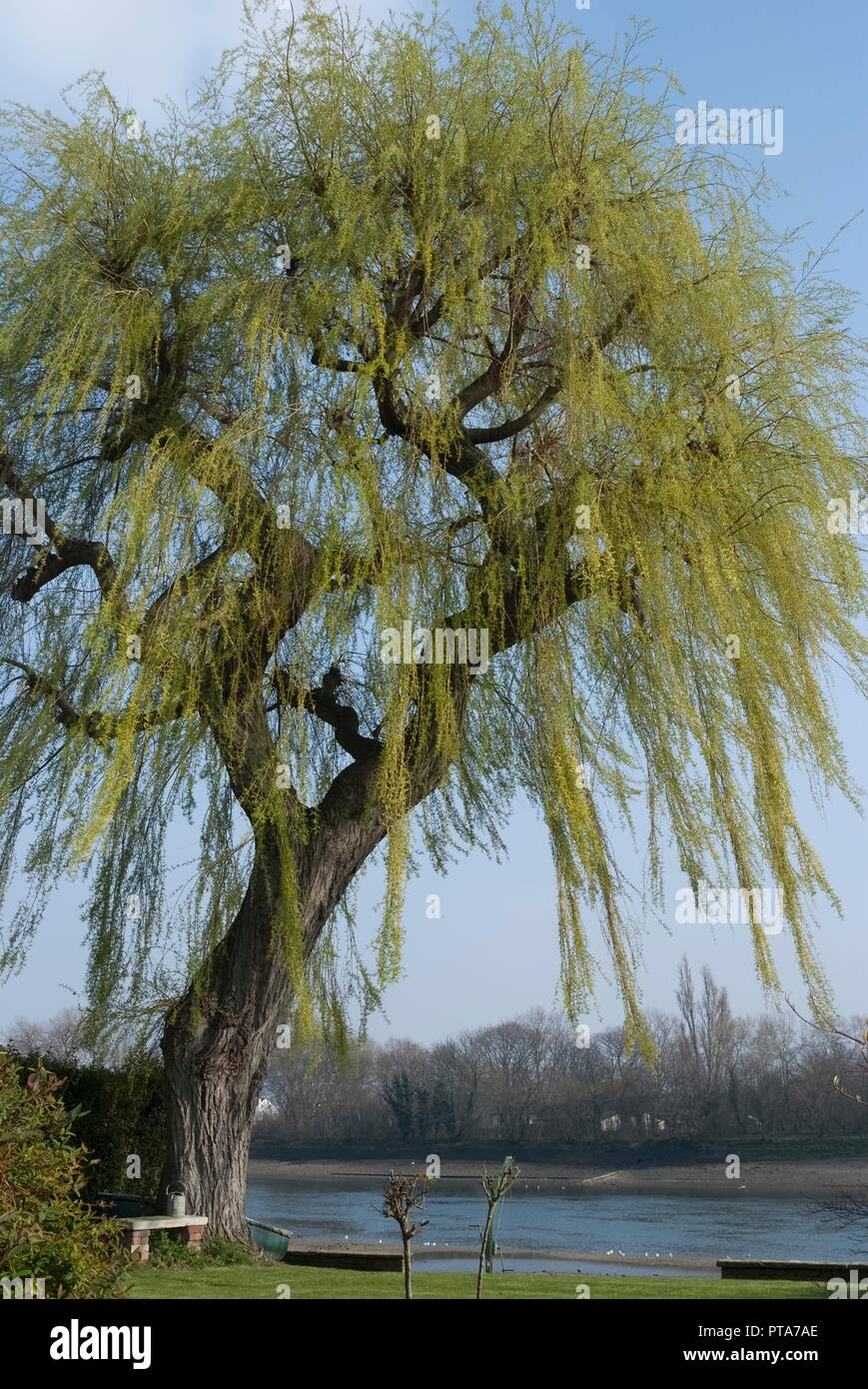 Chiswick mall hi-res stock photography and images - Alamy