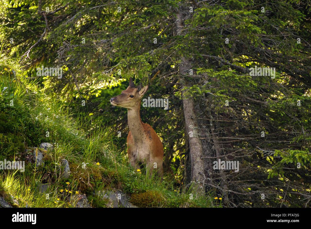 Yound deer on the slope at Switzerland mountains Stock Photo - Alamy