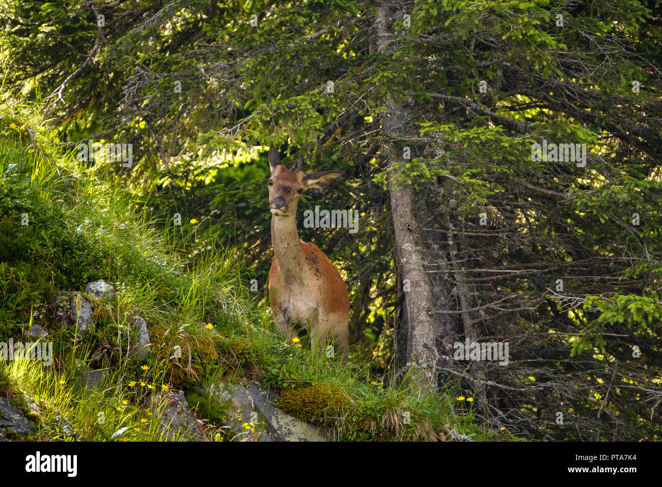 Yound deer on the slope at Switzerland mountains Stock Photo - Alamy