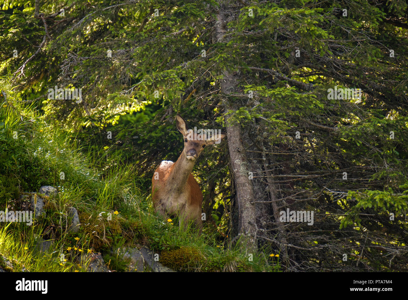 Yound deer on the slope at Switzerland mountains Stock Photo - Alamy