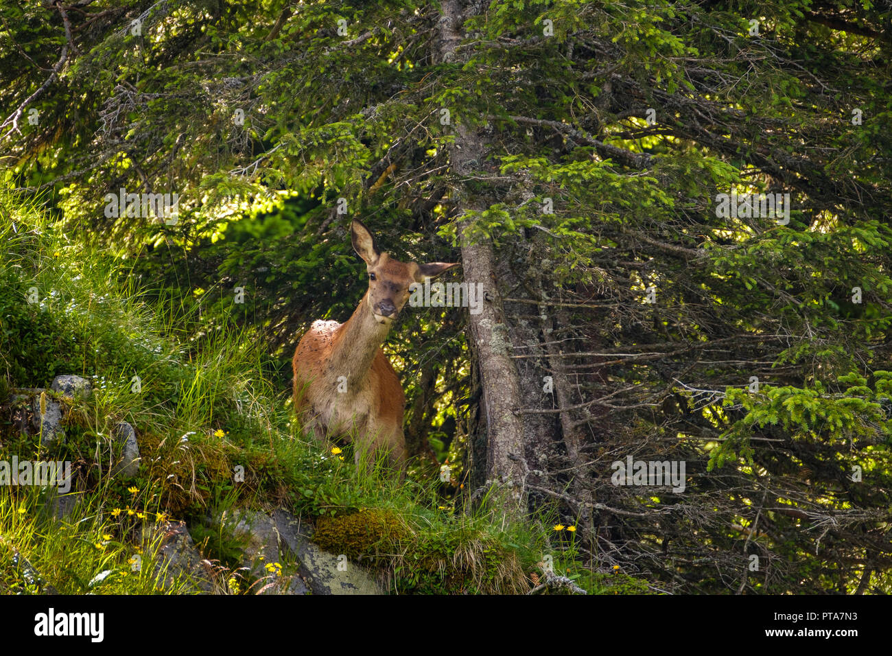 Yound deer on the slope at Switzerland mountains Stock Photo - Alamy