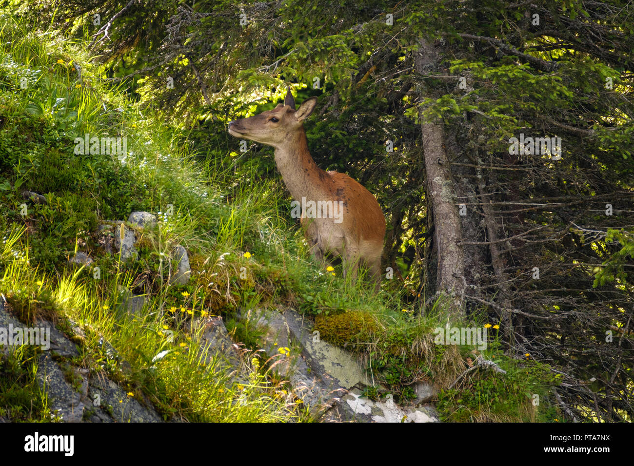 Yound deer on the slope at Switzerland mountains Stock Photo - Alamy