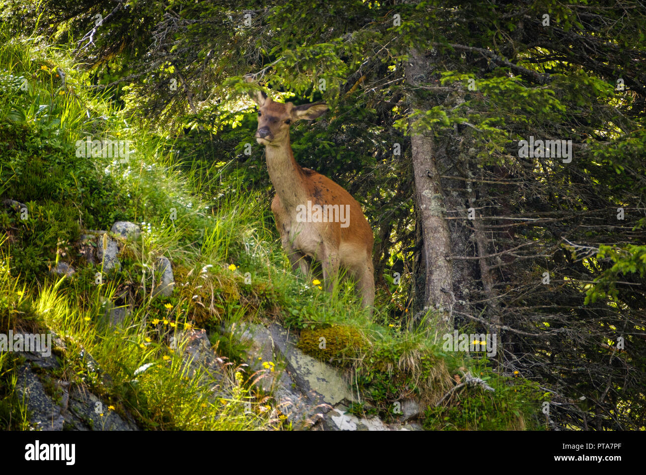 Yound deer on the slope at Switzerland mountains Stock Photo - Alamy