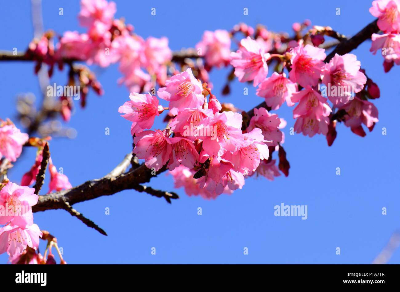 beautiful Wild Himalayan Cherry flower (Prunus cerasoides) at Thai ...