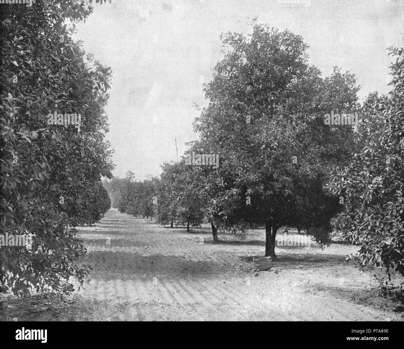 Century florida Black and White Stock Photos & Images - Alamy