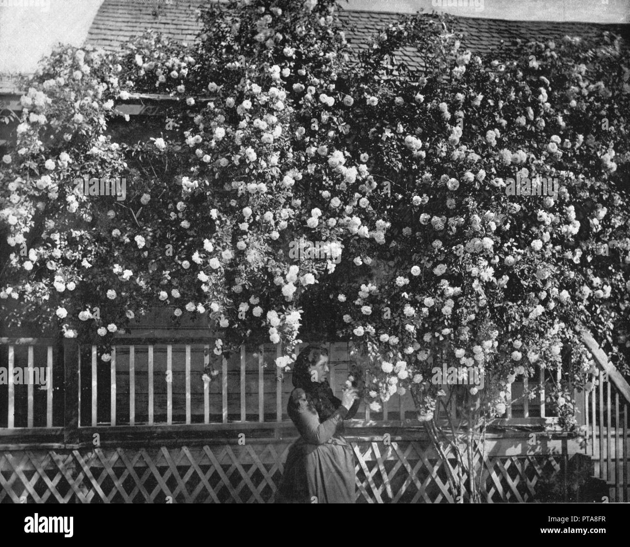 Climbing rose house Black and White Stock Photos & Images - Alamy