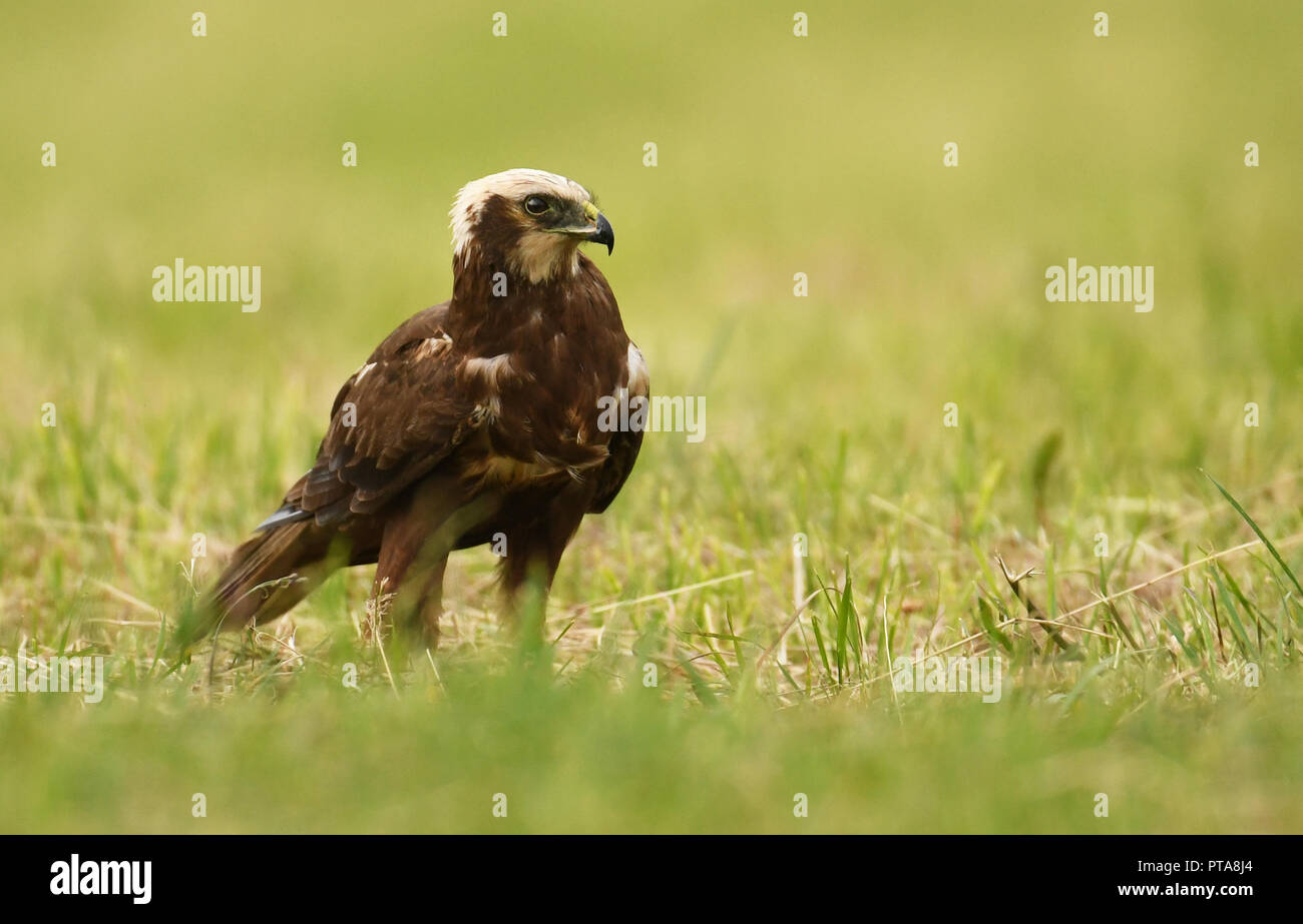 Marsh harrier (Circus aeruginosus) - female Stock Photo - Alamy