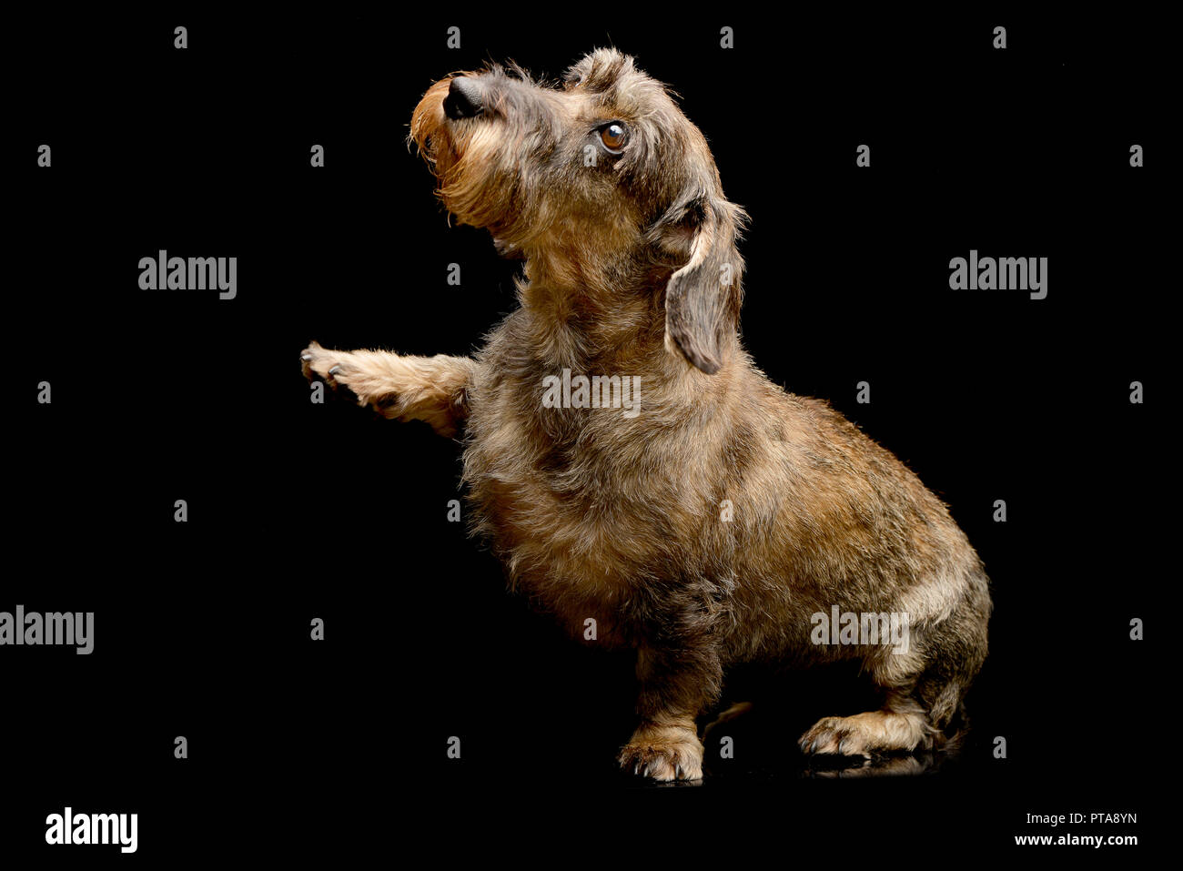 Dog lifting his leg hi-res stock photography and images - Alamy