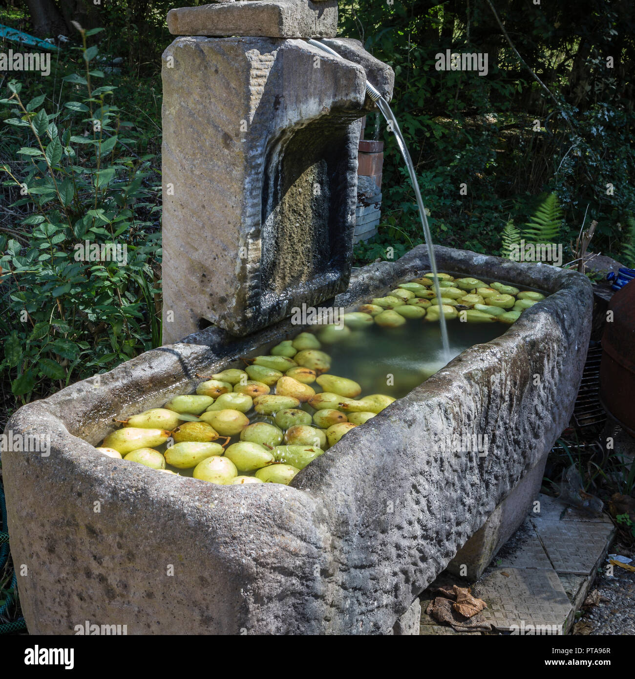 Pears are cooled and cleaned in an outdoor bath Stock Photo - Alamy