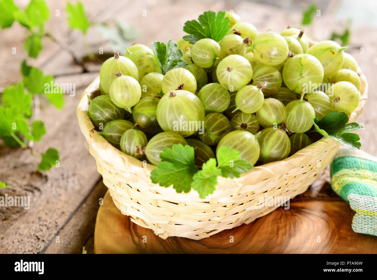 Gooseberry bush basket hi-res stock photography and images - Alamy