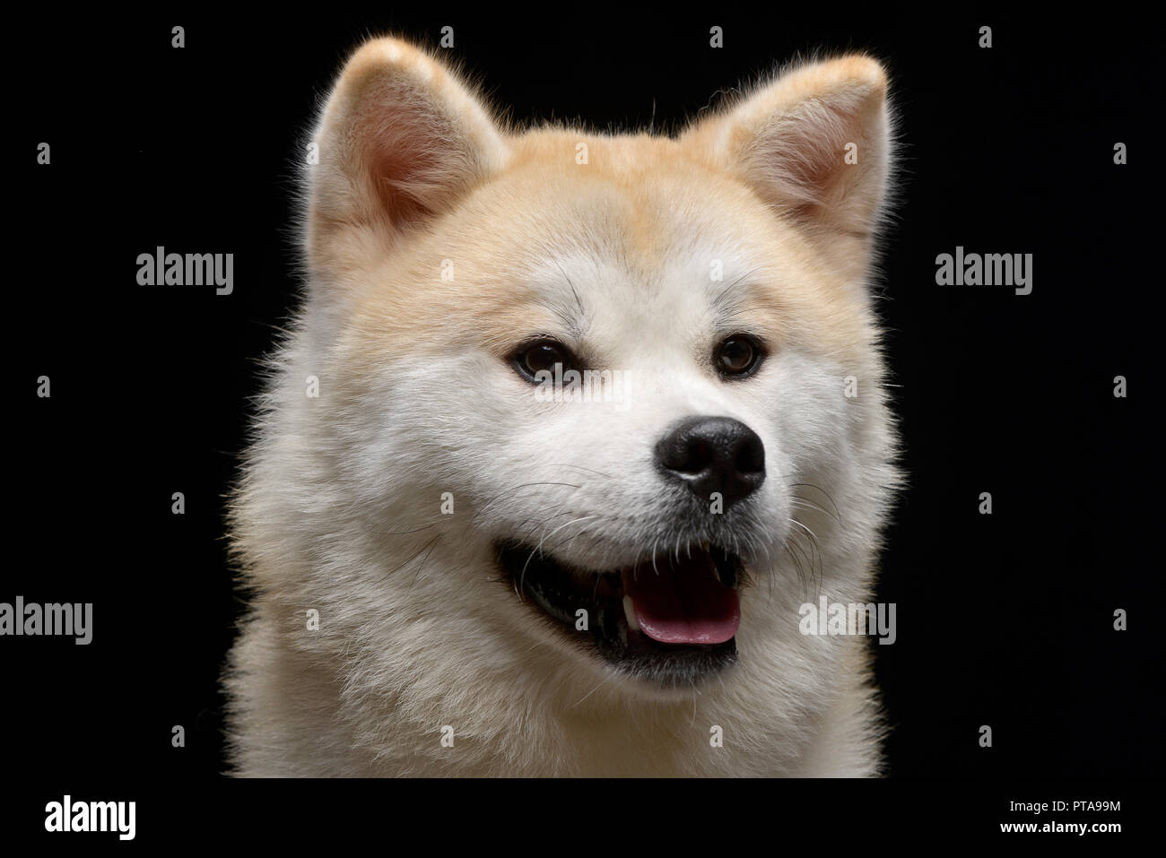 Portrait of an adorable Akita inu - studio shot, isolated on black ...