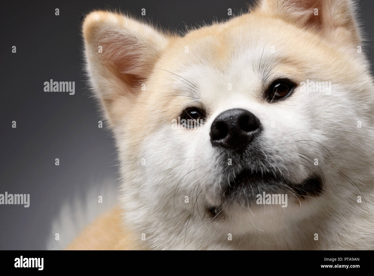 Portrait of an adorable Akita inu - studio shot, isolated on black ...