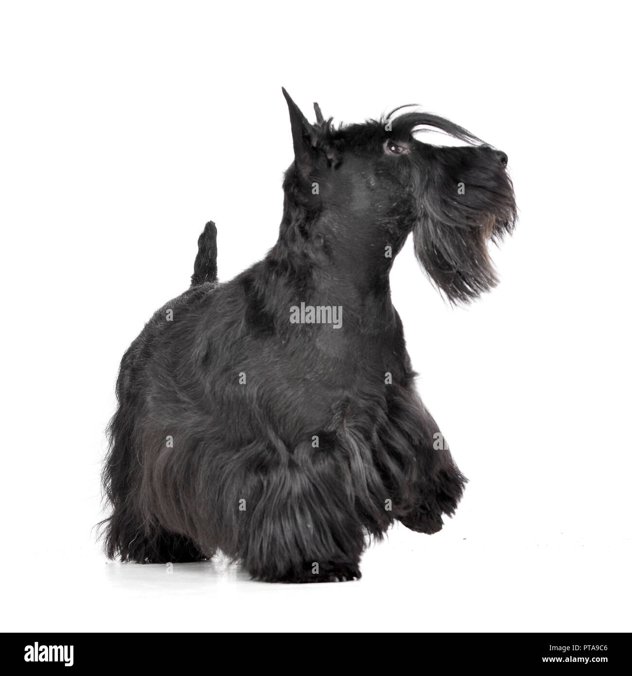 Studio shot of an adorable Scottish terrier standing on white ...