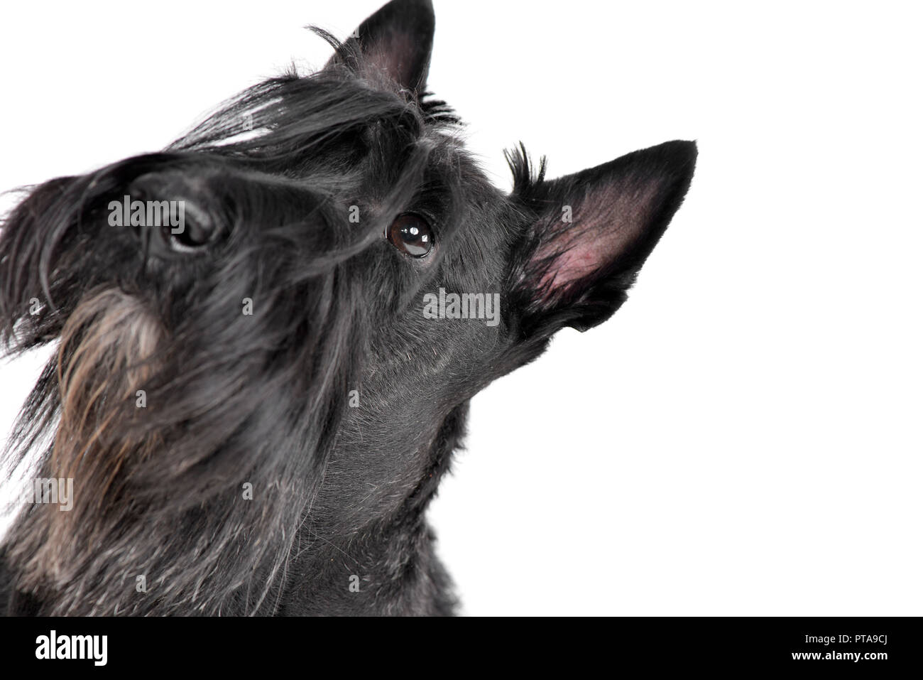 Portrait of an adorable Scottish terrier - isolated on white Stock ...