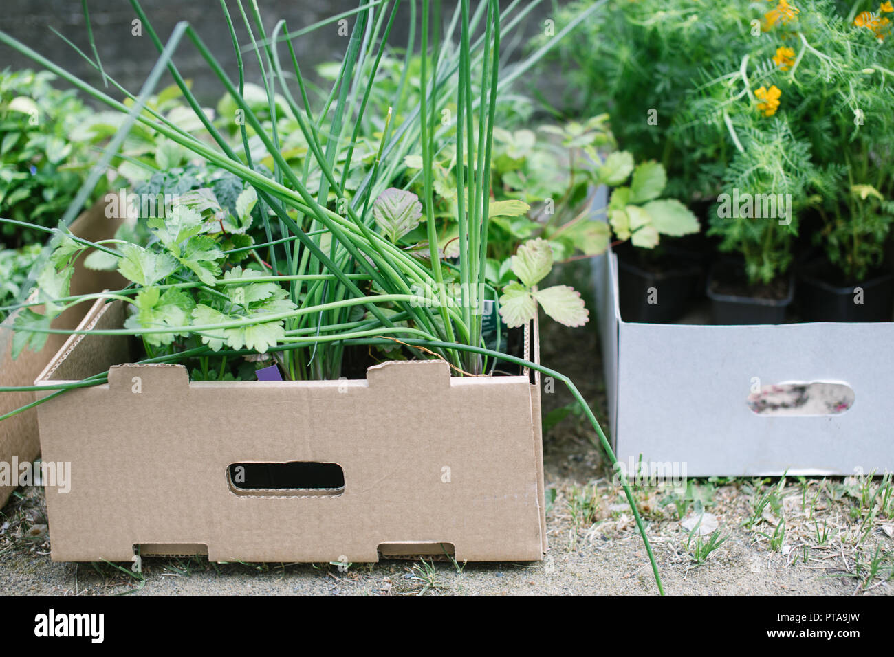Herbs and other organic produce ready to be planted in an urban garden ...