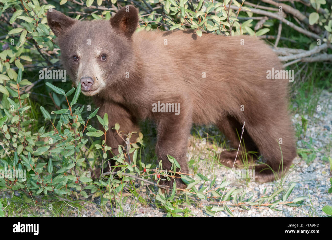 Cinnamon black bear cub Stock Photo - Alamy