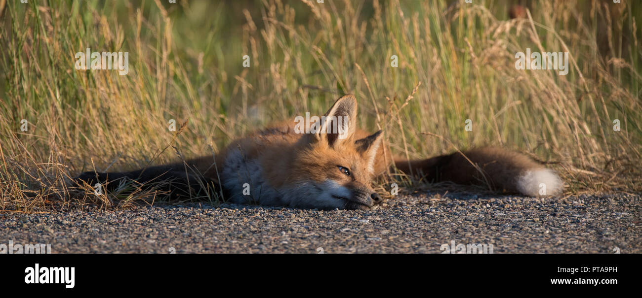 Red for in the wilderness Stock Photo - Alamy