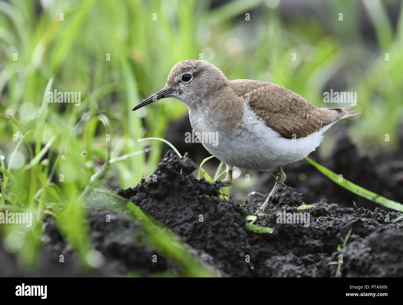 Temminck's sandpiper hi-res stock photography and images - Alamy