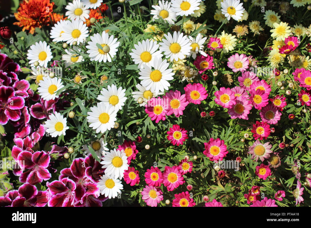 Hd flowers wallpaper hi-res stock photography and images - Alamy