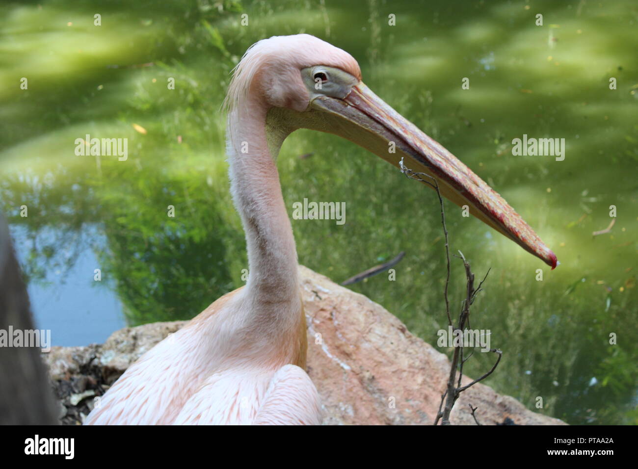 Bird photo hd hi-res stock photography and images - Alamy