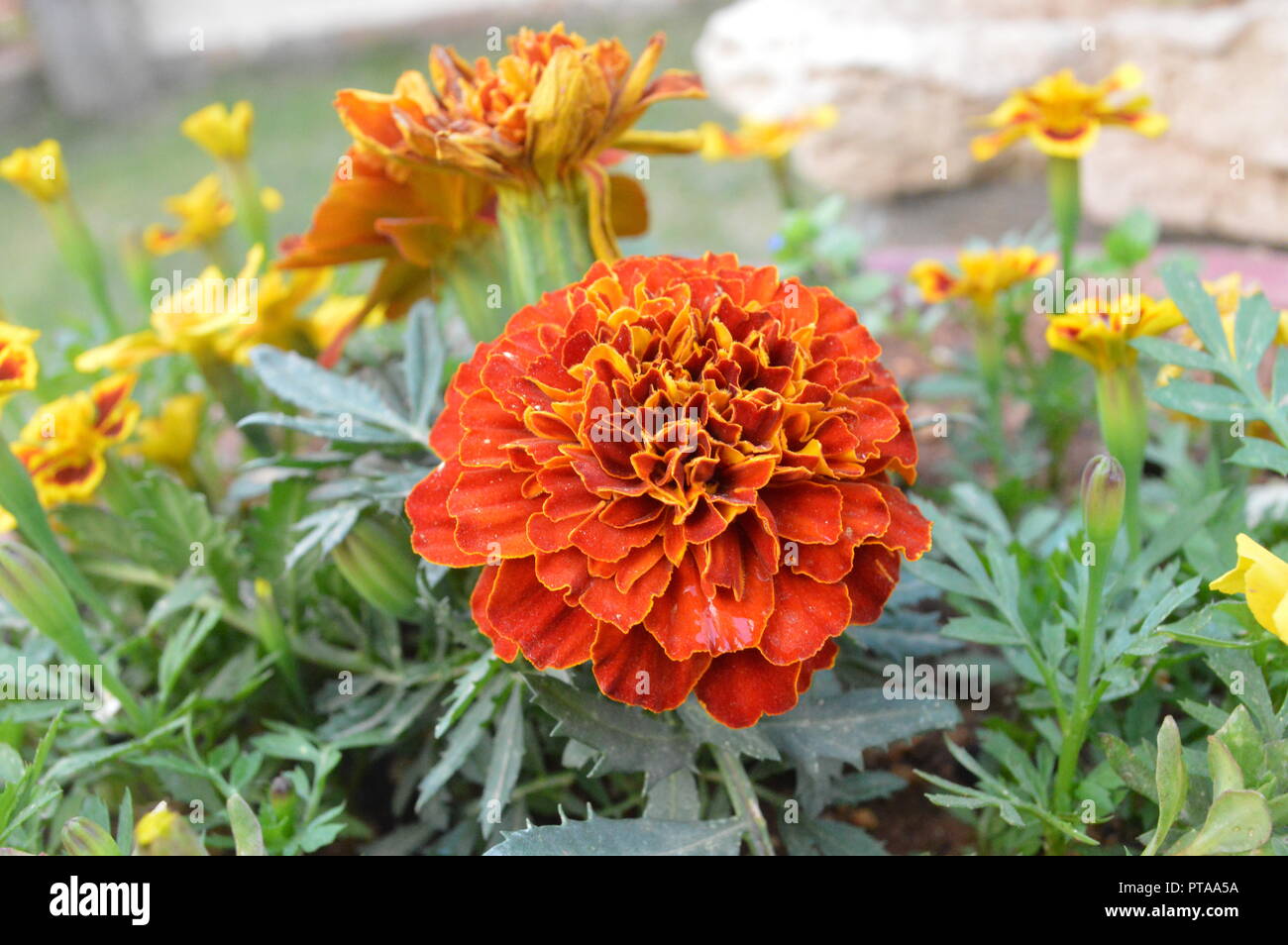 White mosque nazareth hi-res stock photography and images - Alamy