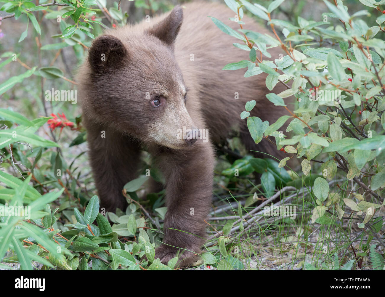 Black bear cub in the wild Stock Photo - Alamy