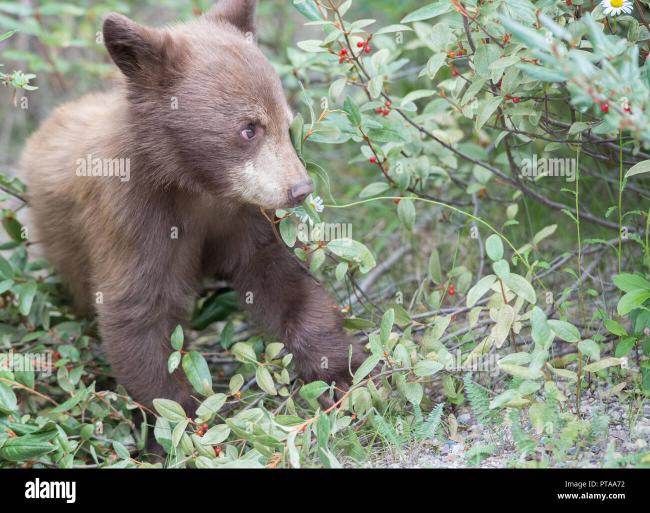 Black bear cub in the wild Stock Photo - Alamy