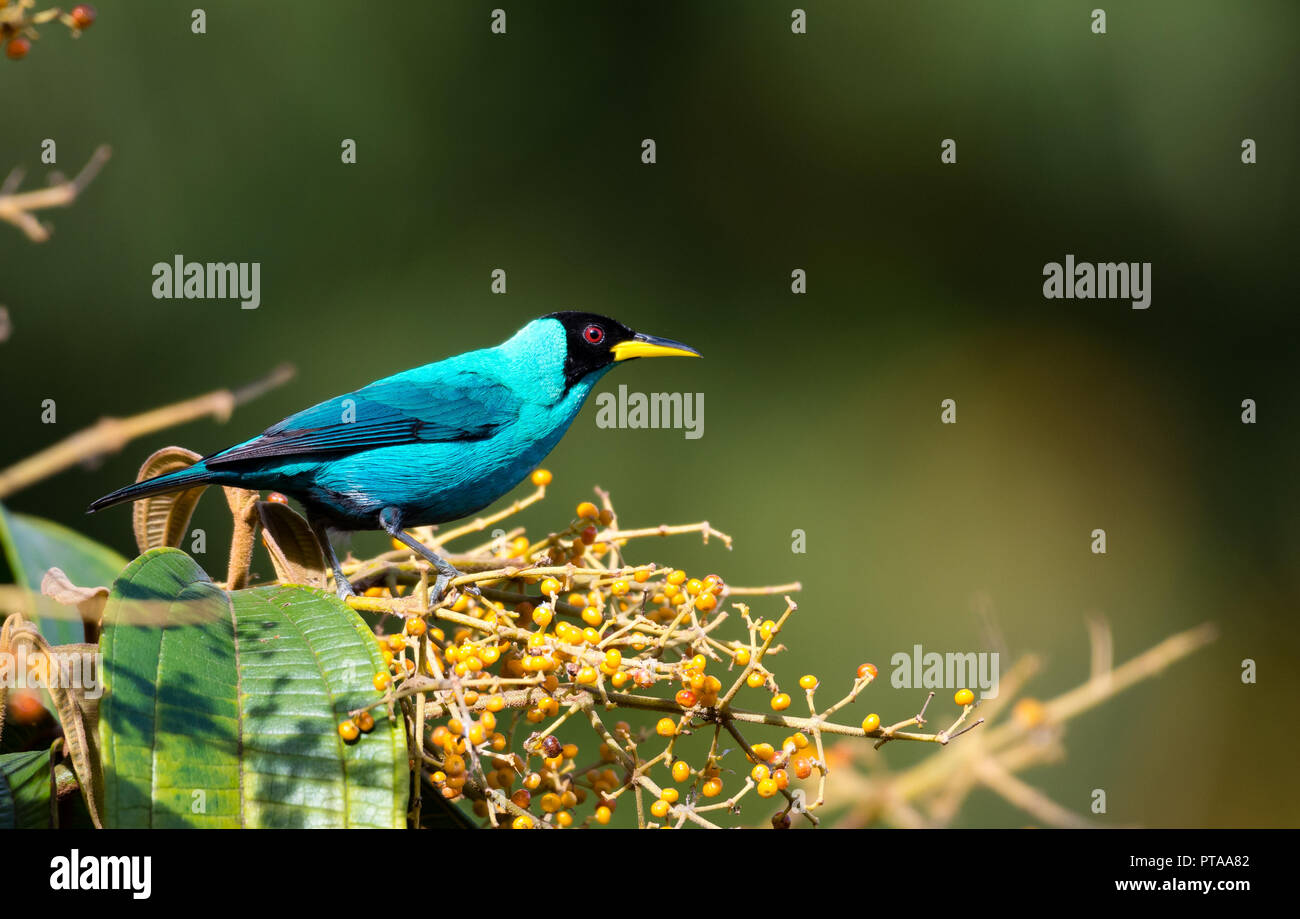 Miconia tree hi-res stock photography and images - Alamy
