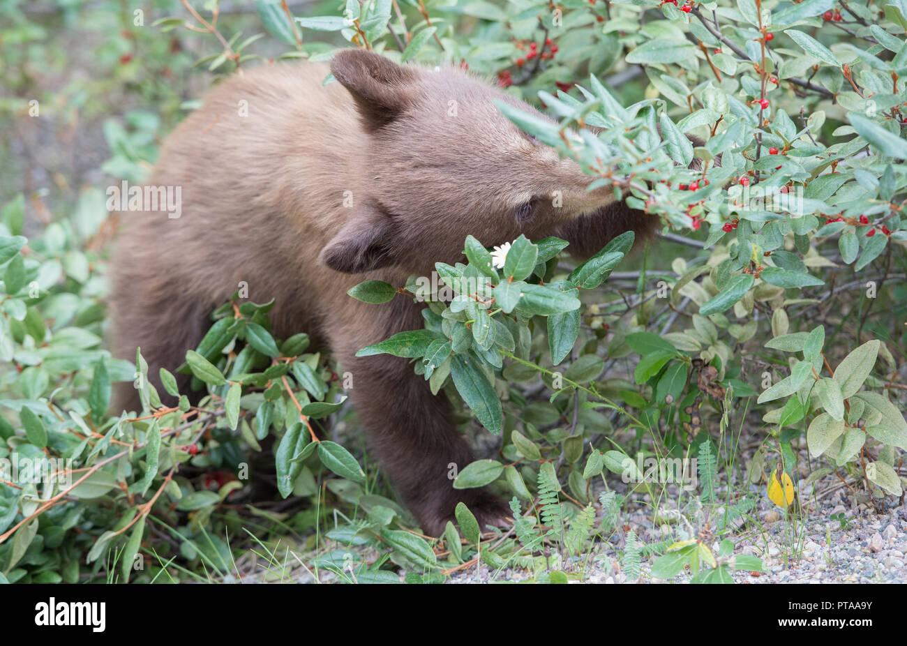Black bear cub in the wild Stock Photo - Alamy