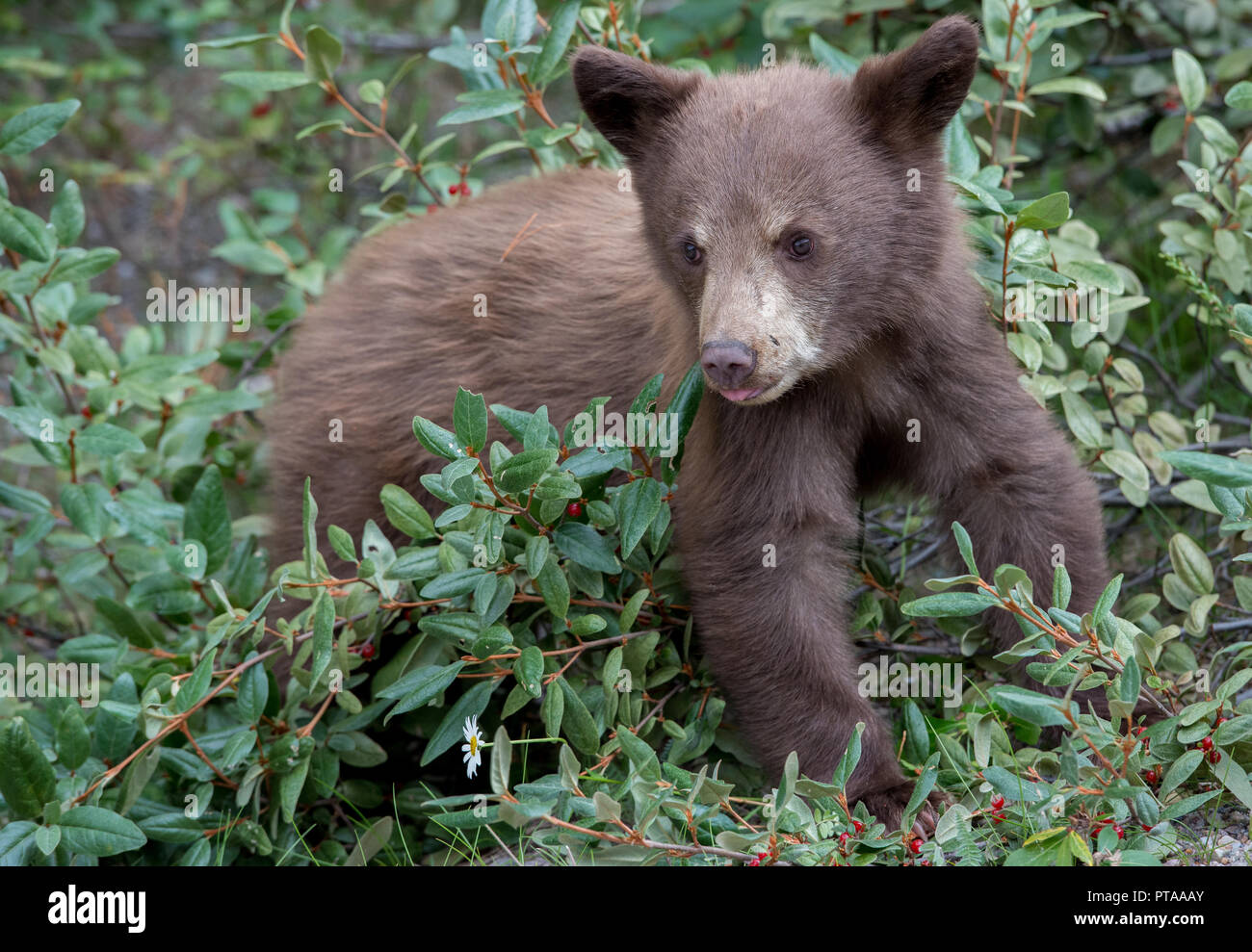 Black bear cub in the wild Stock Photo - Alamy