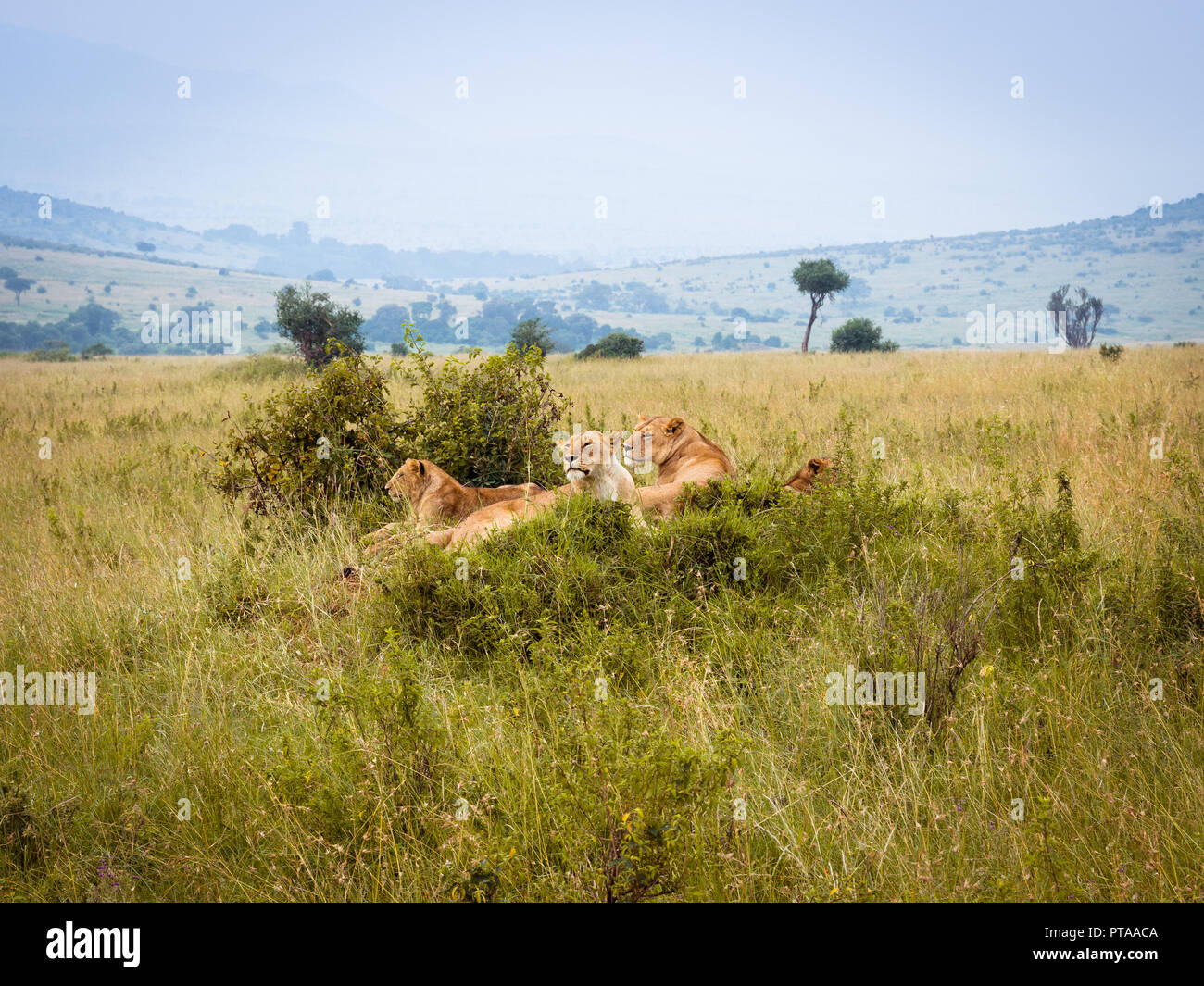 lion family chilling on a hill Stock Photo - Alamy
