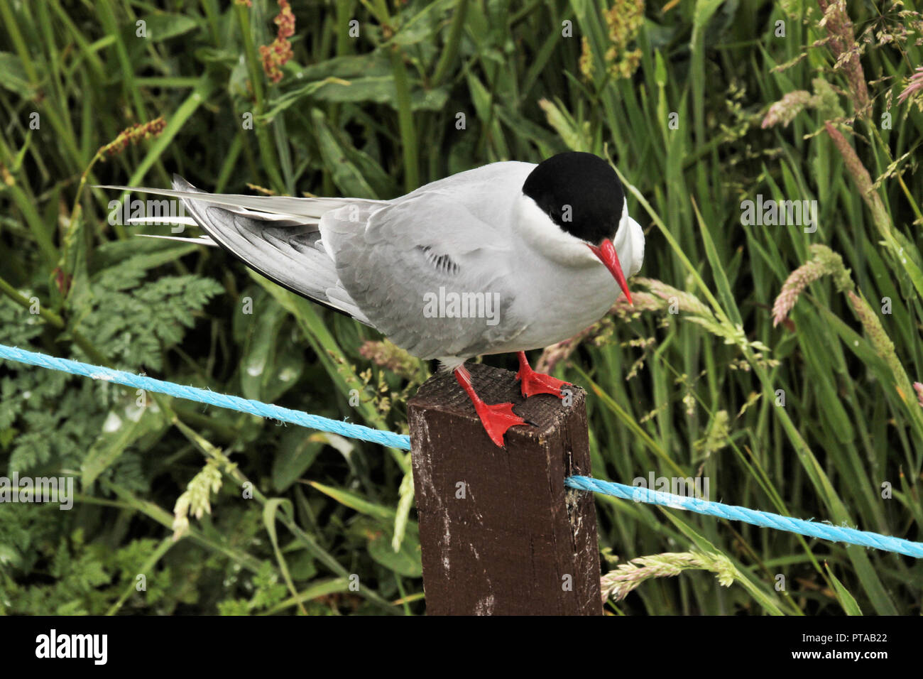 Arctic terns fishing hi-res stock photography and images - Alamy