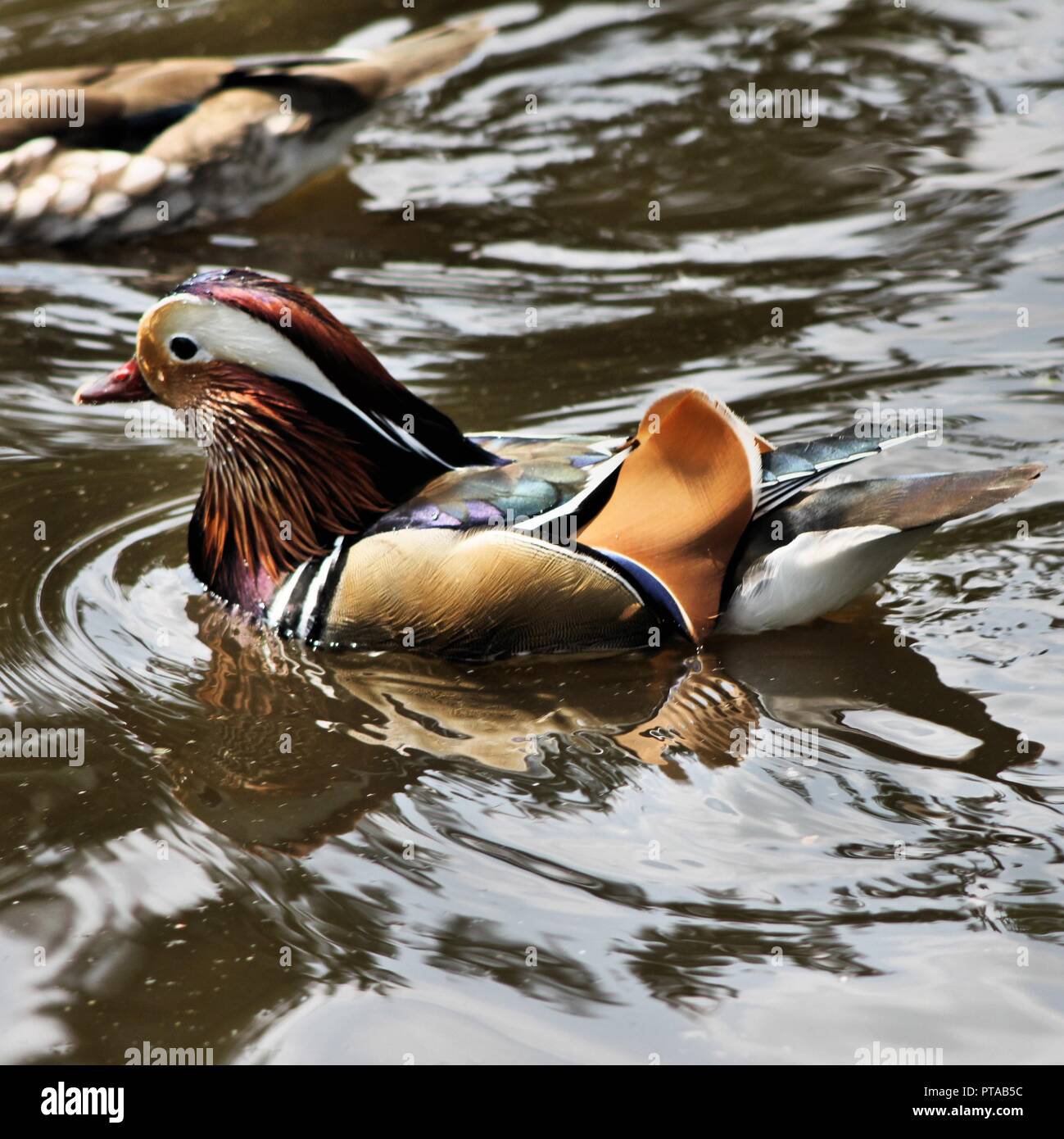 A view of a Manderin Duck Stock Photo - Alamy