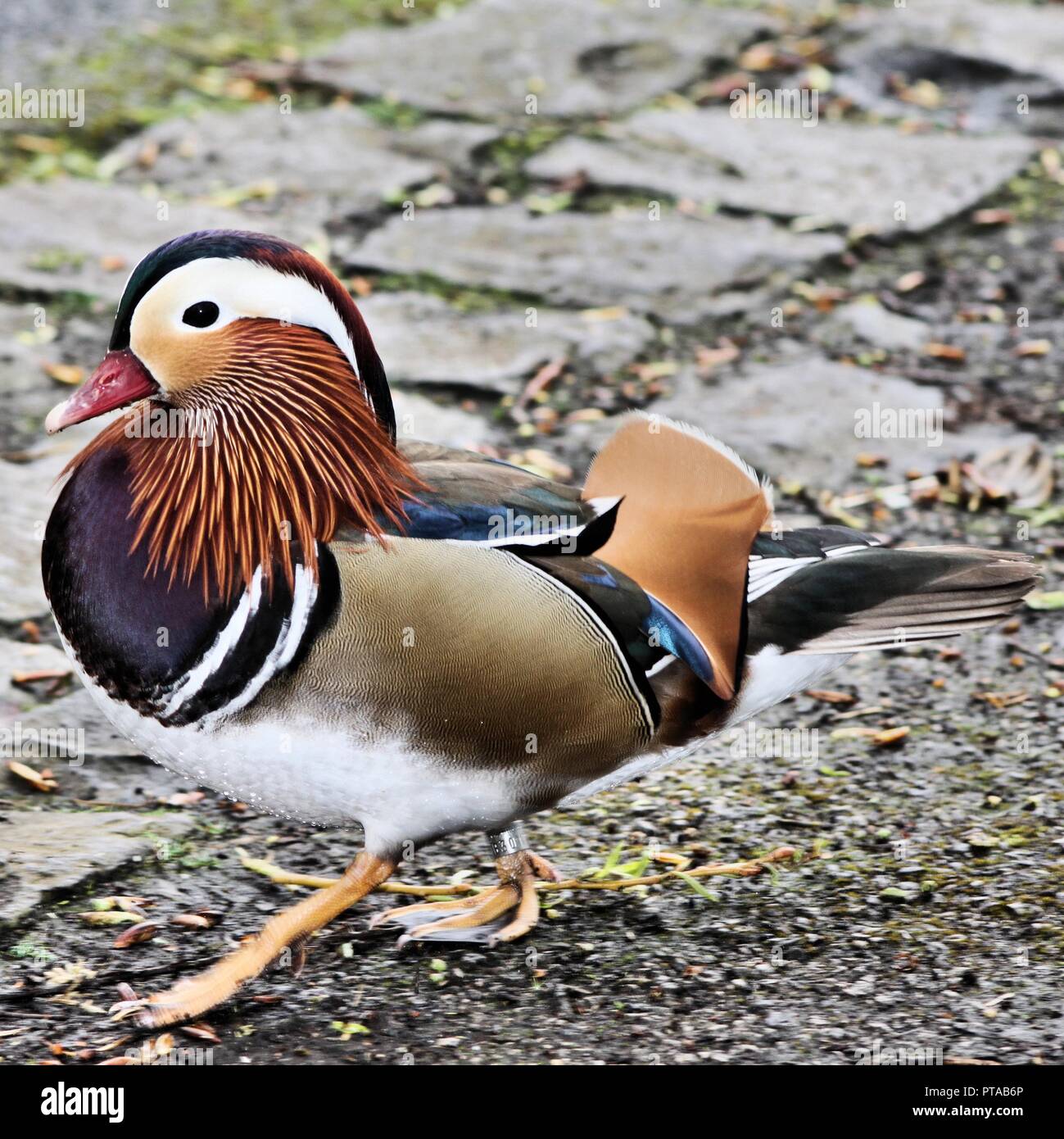 A view of a Manderin Duck Stock Photo - Alamy