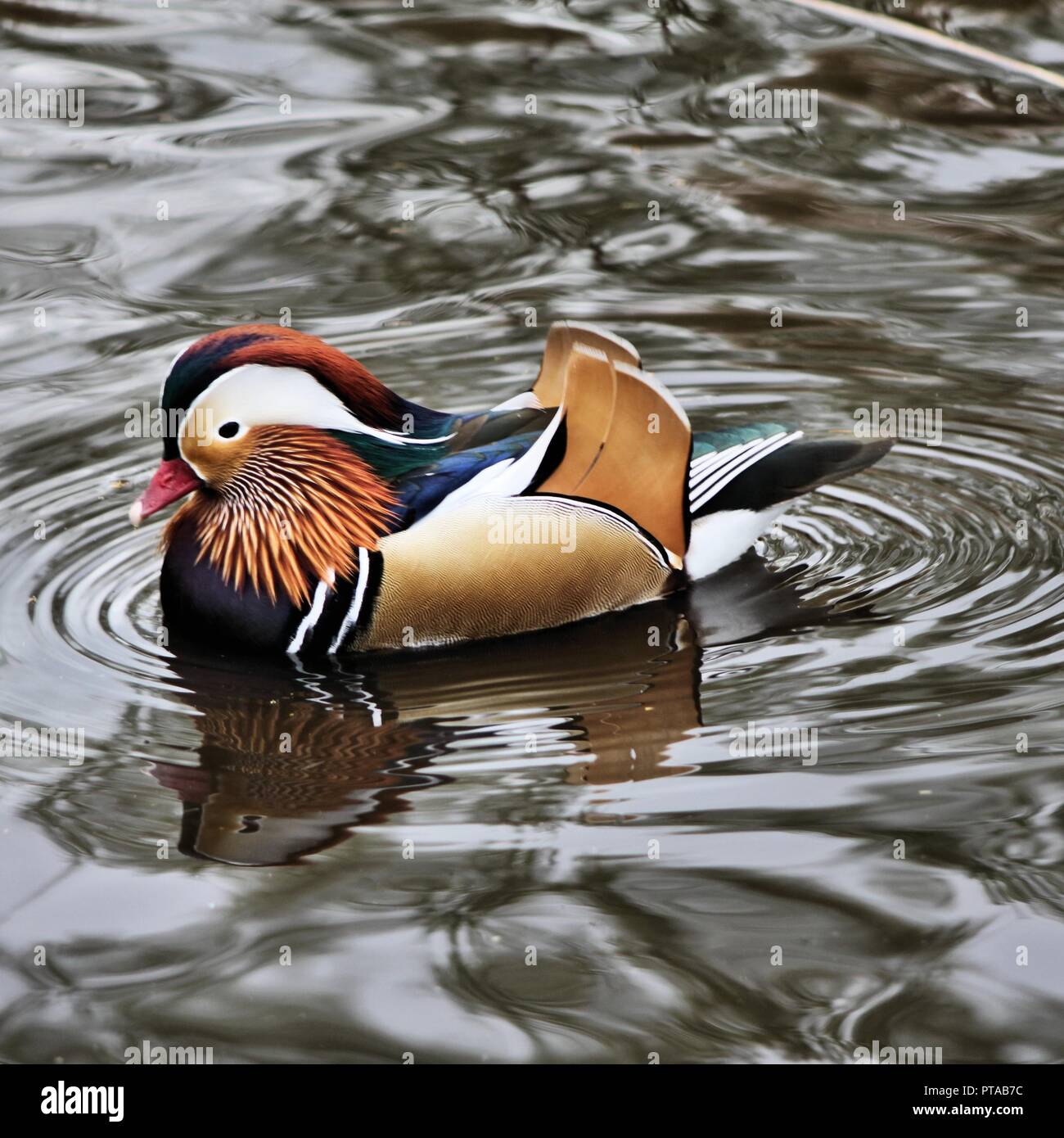 Manderin duck hi-res stock photography and images - Alamy