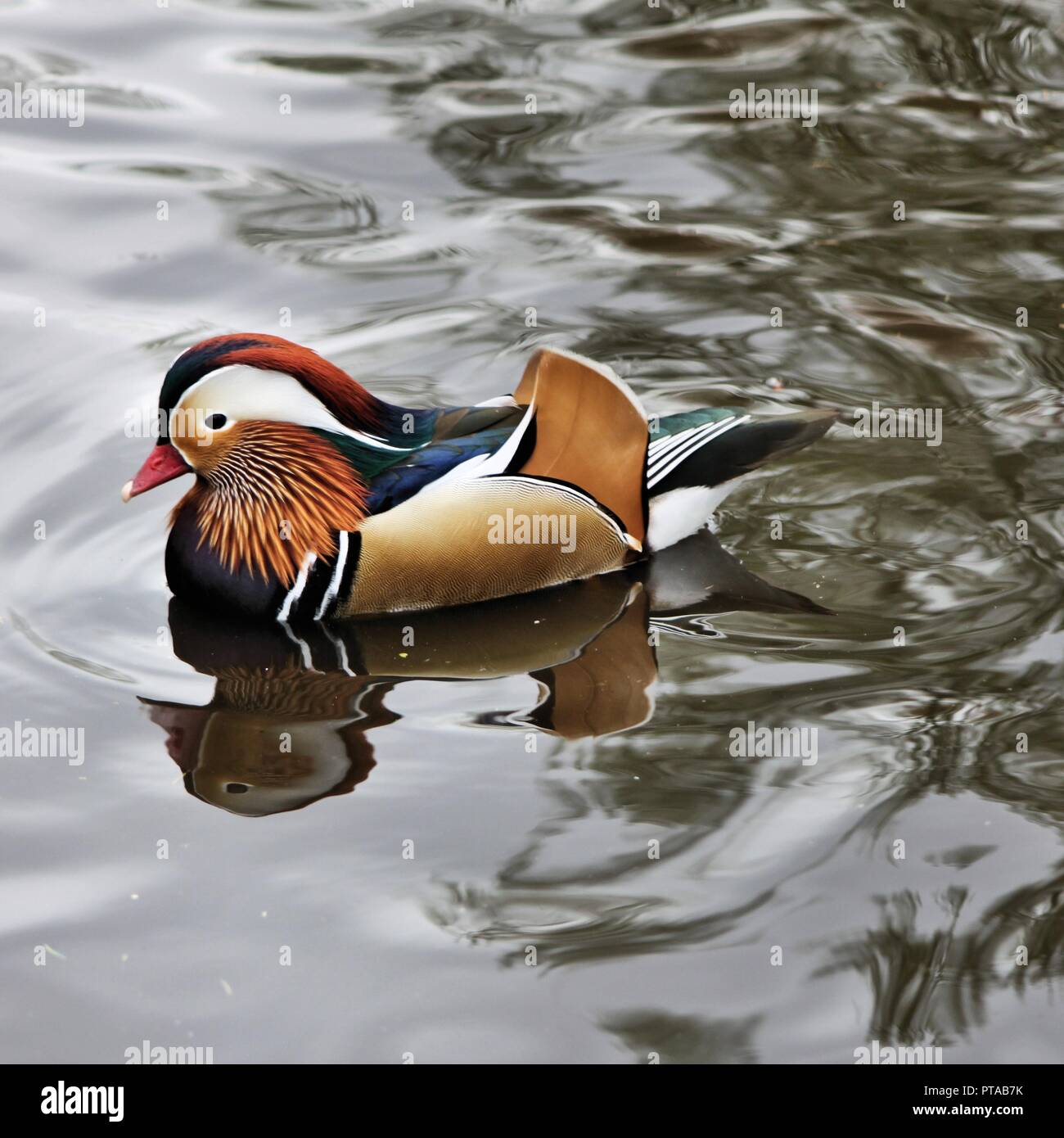 A view of a Manderin Duck Stock Photo - Alamy