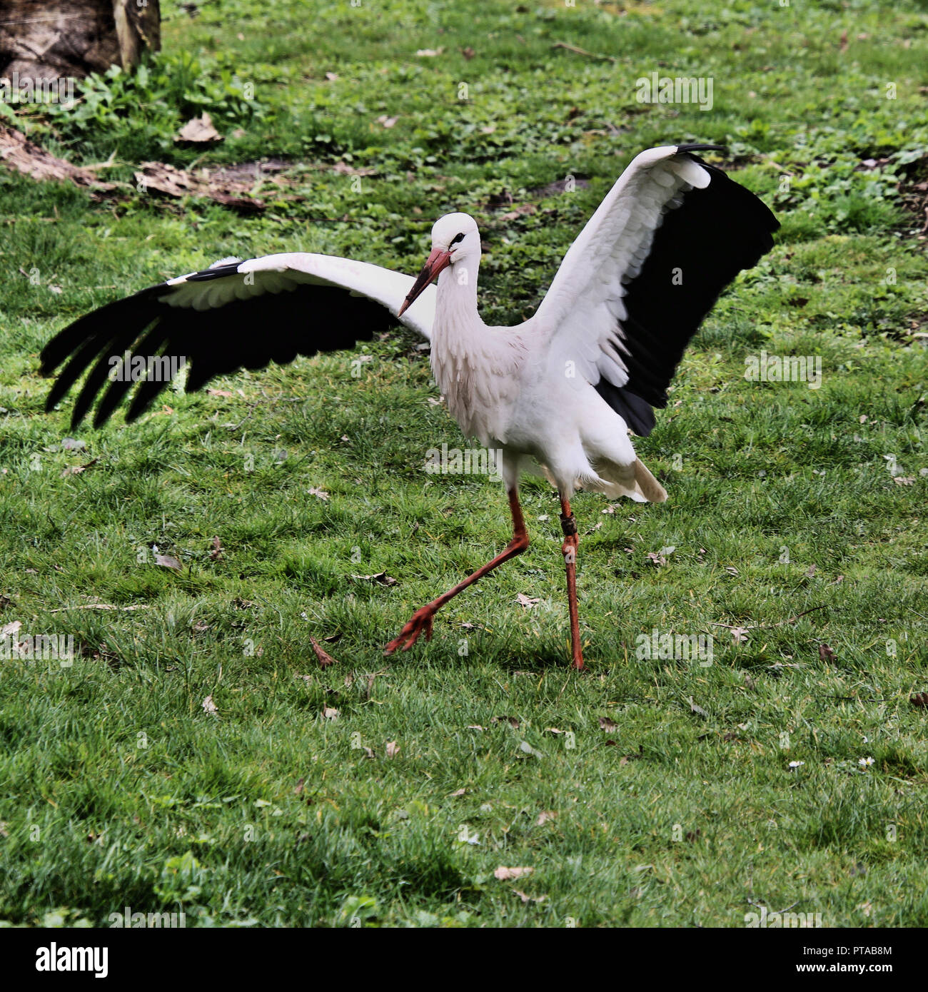 Gray Stork High Resolution Stock Photography and Images - Alamy