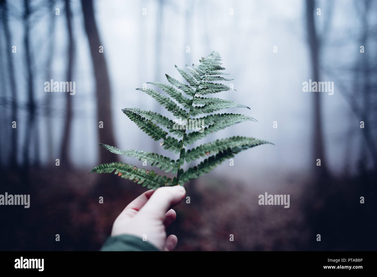 Life cycle of ferns hi-res stock photography and images - Alamy