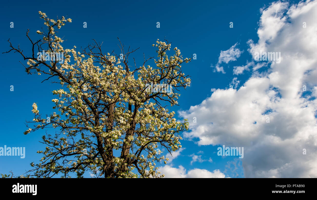 Flowering Acacia Trees High Resolution Stock Photography and Images - Alamy