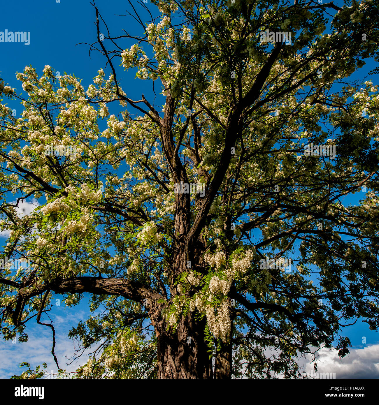 Flowering Acacia Tree High Resolution Stock Photography and Images - Alamy